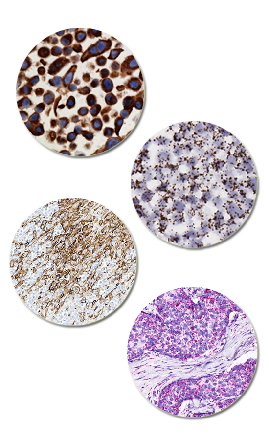 FFPE Single Cell Pellet – Page 2 – Acepix Biosciences